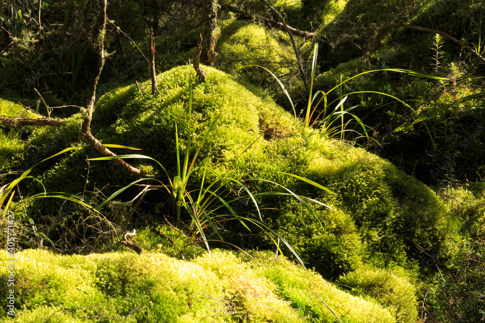 Mounds of green, sun-dappled moss on the forest floor, with plants ...