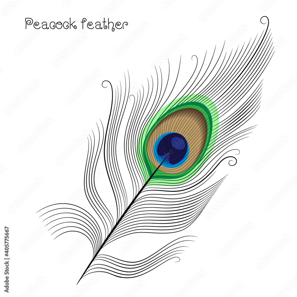 peacock feather on white background Stock Vector | Adobe Stock