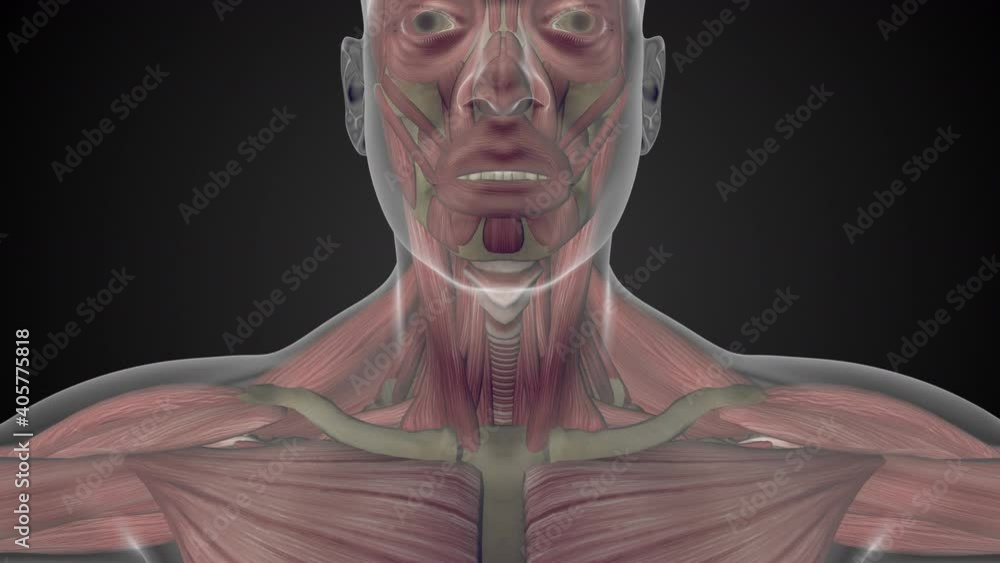 Anatomy, human body, human face, head, biological systems of the body ...