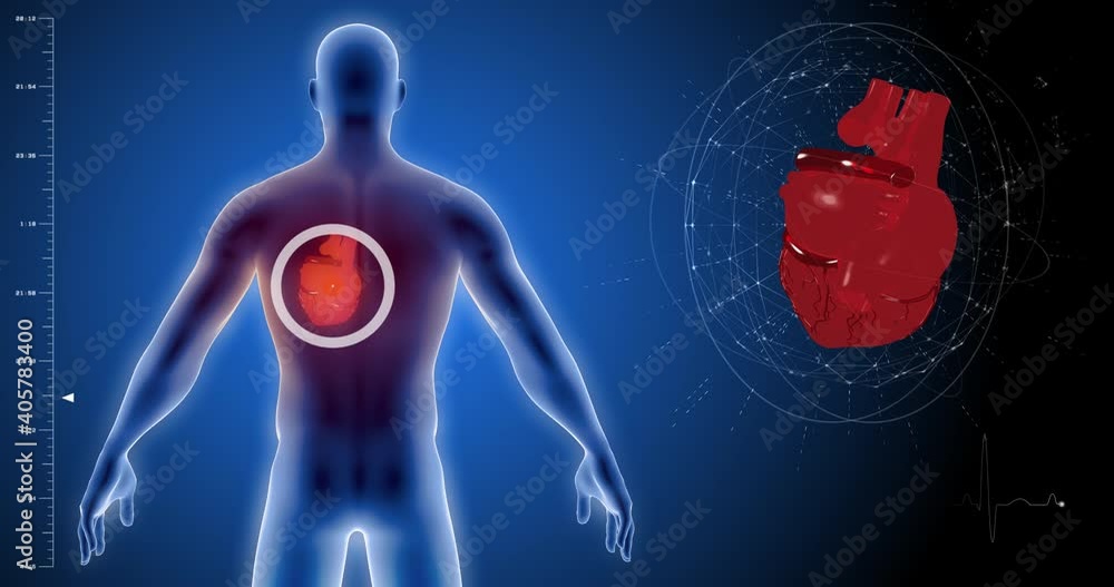heart pulse 3D , heart scan, human body scan, heart scan, medical ...