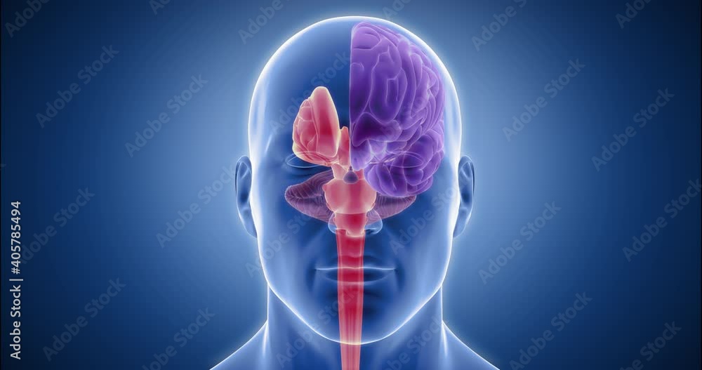 Human brain detailed model, neocortex, limbic system, reptilian brain ...