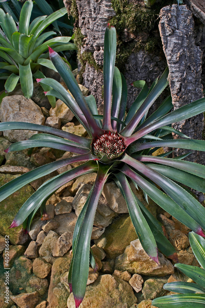 Neoregelia concentrica, bromeliad in a Desert Garden Stock Photo ...