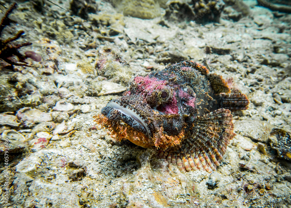 Scorpion fish in Andaman sea rarely appears in the open space Stock ...