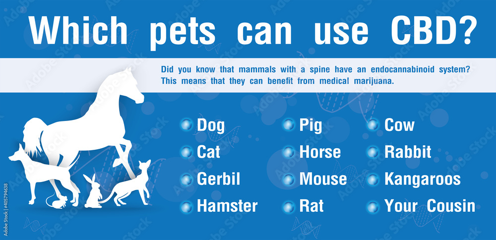 anatomy, animal, art, background, benefits, body, brain, business ...