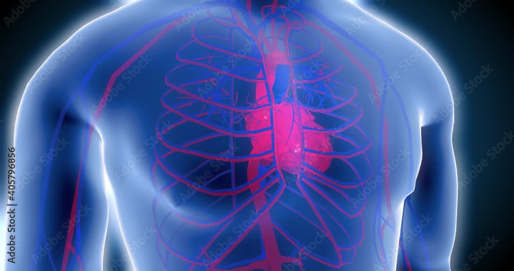 heart pulse 3D , heart scan, human body scan, heart scan, medical ...