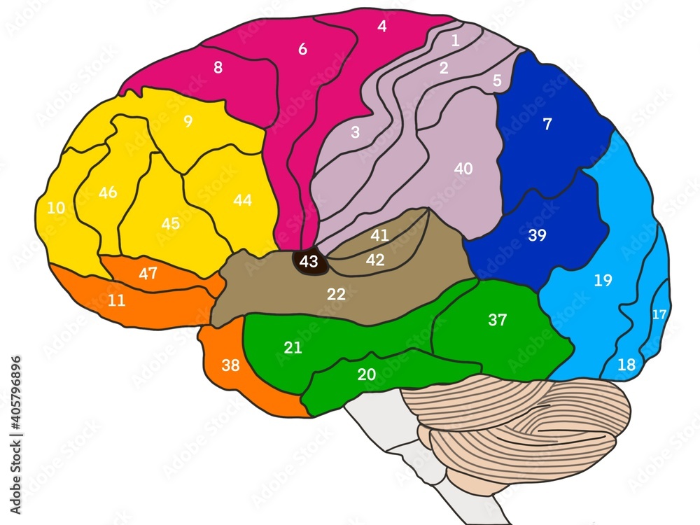 Brain Brodmann cortical area colored map of human brain with numbers ...