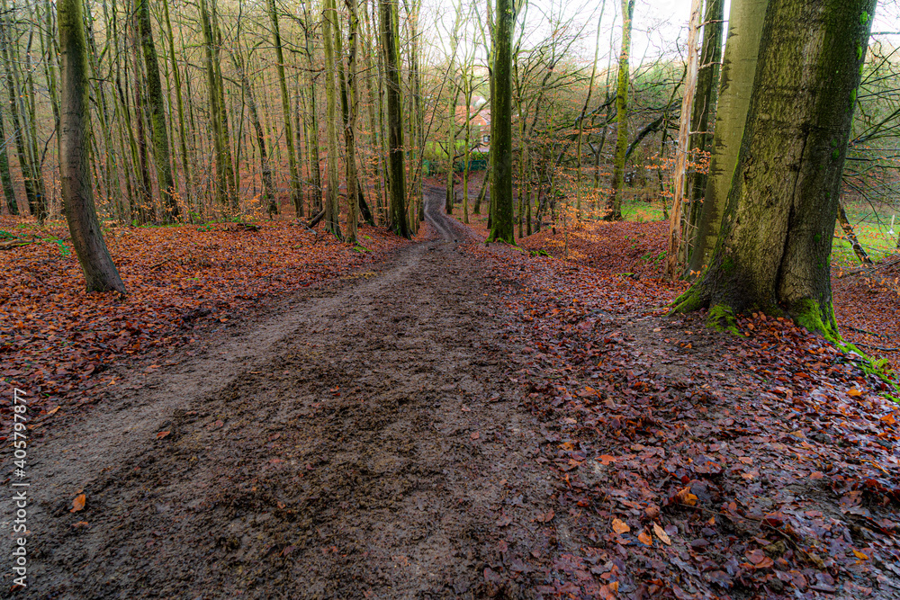 The biggest forest of Belgium Zoniënwoud, Zoniënforest. Landscape and ...