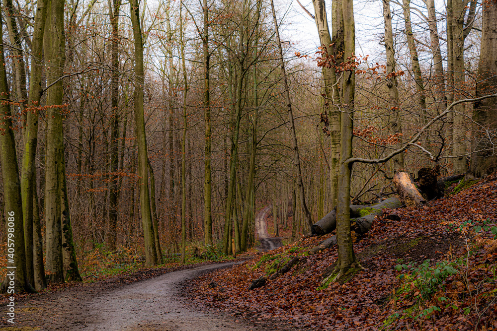 The biggest forest of Belgium Zoniënwoud, Zoniënforest. Landscape and ...
