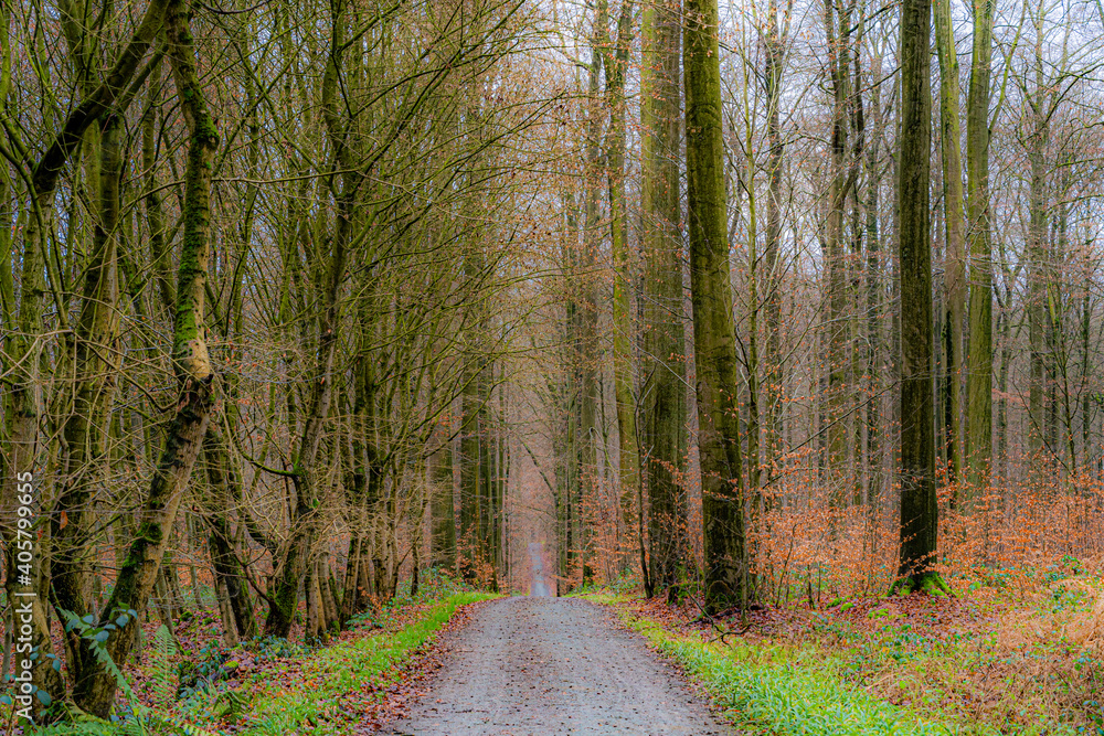 Fotka „The biggest forest of Belgium Zoniënwoud, Zoniënforest ...