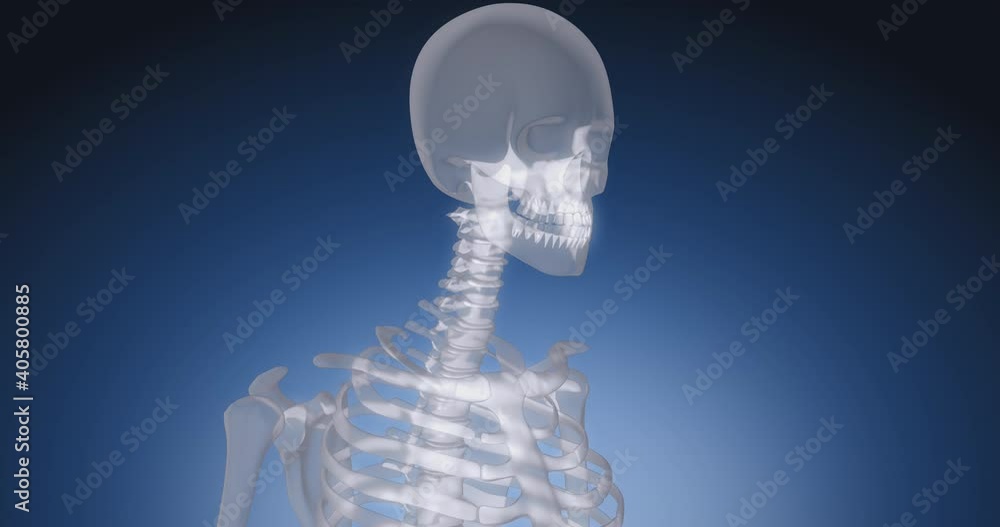 Human skeleton, bone scan, joint, medical screen, human anatomy ...