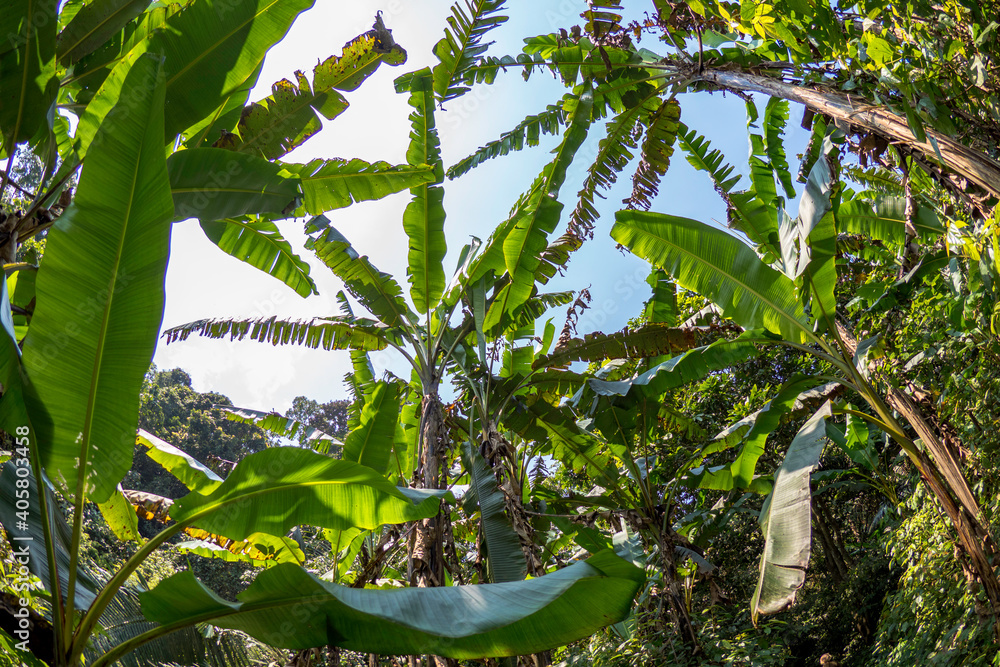 Impresive trees in Vietnamese national park - Cuc Phuong National Park ...