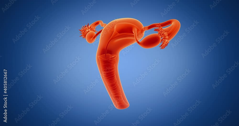 Uterus, womb, ovaries, female x-ray style, internal organs 3D render ...