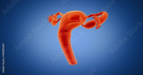Uterus, womb, ovaries, female x-ray style, internal organs 3D render ...