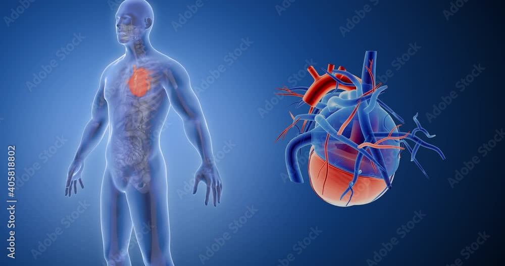 Heart, circulatory system x-ray style, internal organs 3D render ...