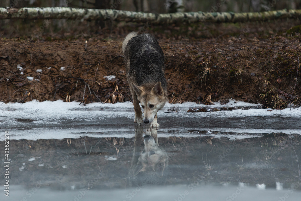 Foto de Very dirty and wet mixed breed shepherd dog do Stock | Adobe Stock