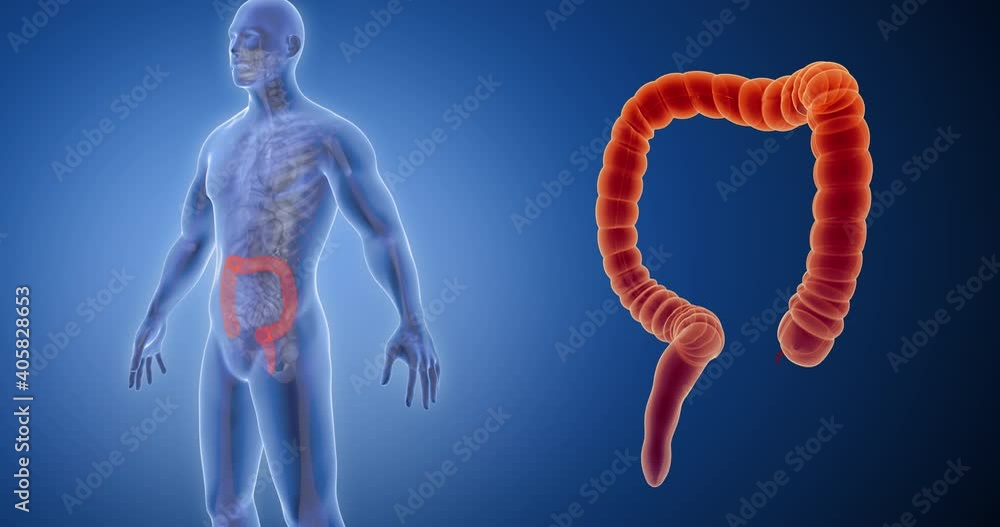 Intestines, large intestine, small intestine, intestinal tract, bowels ...