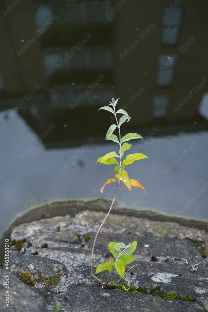nature fighting back against urbanisation. A plant continues to grow in ...