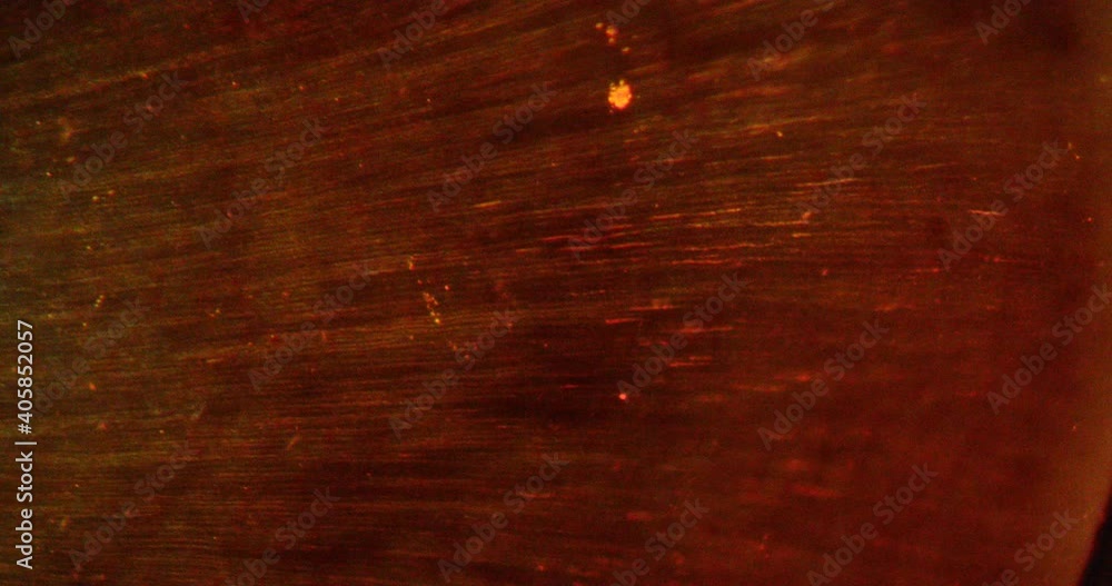 Incisor transverse in Darkfield tissue under the microscope 100x Stock ...