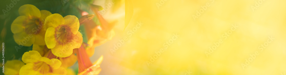 Nature of flower in garden using as cover page background natural flora ...