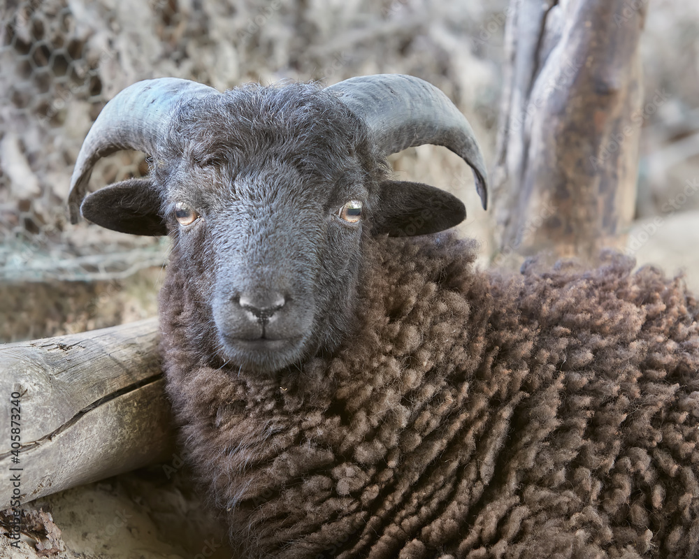 Young black male ouessant sheep Stock Photo | Adobe Stock