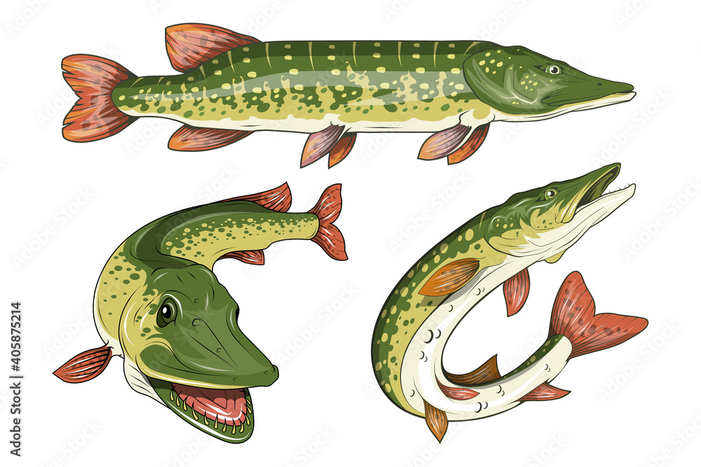 Pike Image. Northern pike. Fish monster. Sketch for mascot, logo or ...