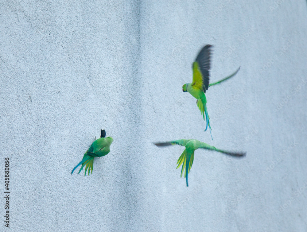 these wild parrots in cologne city are pretty uncommon to see its not ...
