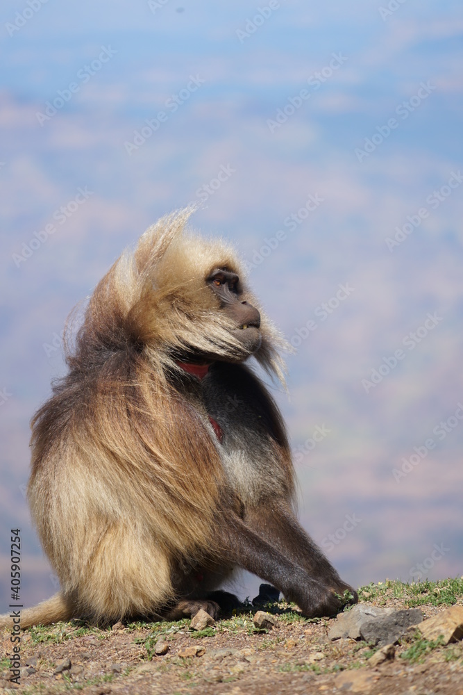 Gelada Monkey Stock Photo | Adobe Stock