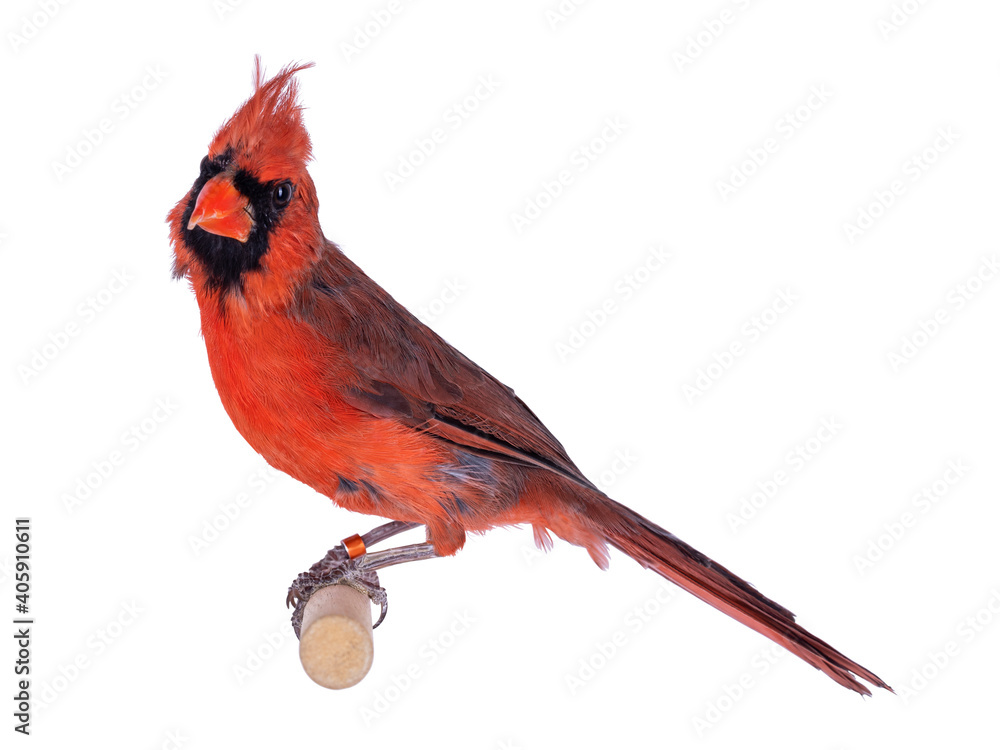 Male Northern Cardinal aka Cardinalis cardinalis bird, sitting on ...