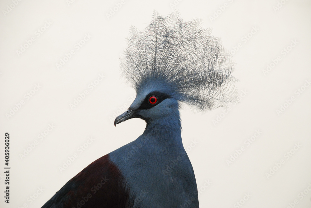 Foto de Western Crowned-Pigeon (Goura cristata) poses for portrait at ...