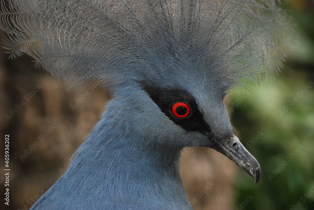 Foto de Western Crowned-Pigeon (Goura cristata) poses for portrait at ...