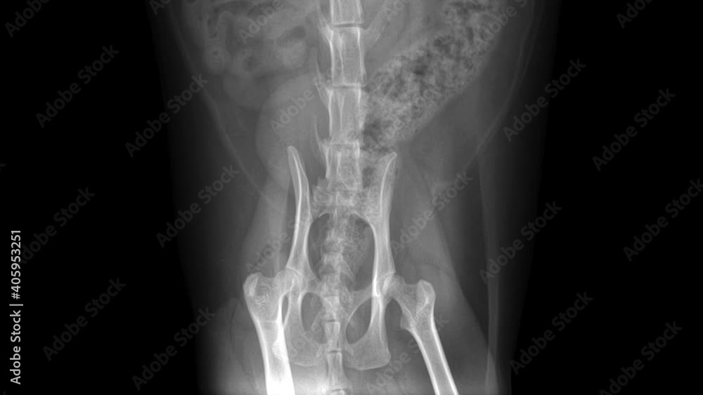 HD video panning up XRay image of obese cat with complete intestinal ...
