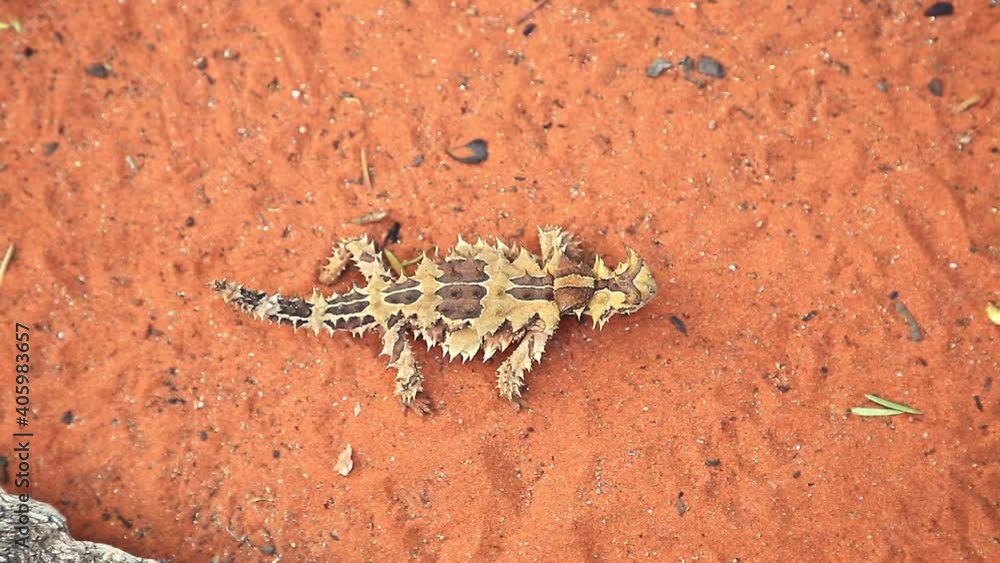 top view of thorny devil, also known as mountain devil, thorny lizard ...