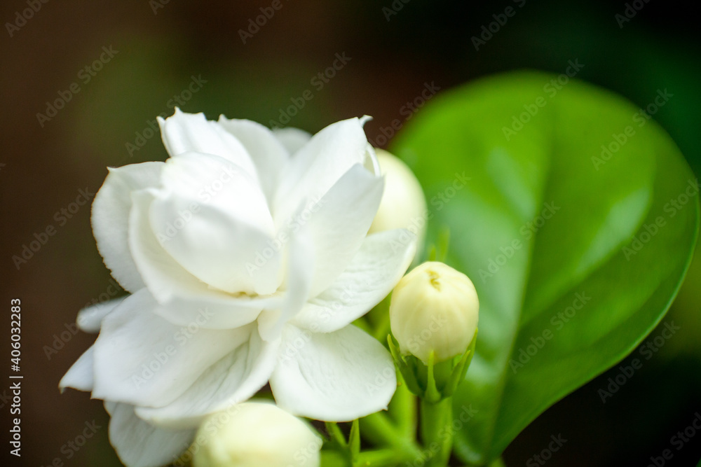 Arabian Jasmine or Mogra flower closeup - The heavy scented white ...