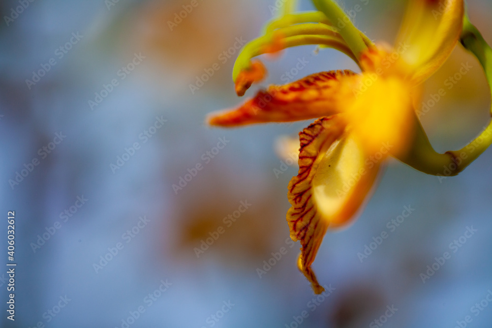 Tamarind Flower with leaves closeup - Tamarind is a hardwood tree known ...
