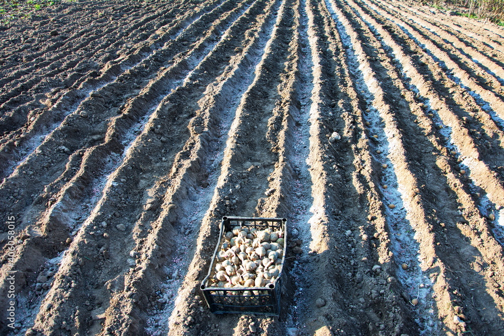 planting potato seeds into the soil in a bed Stock Photo | Adobe Stock