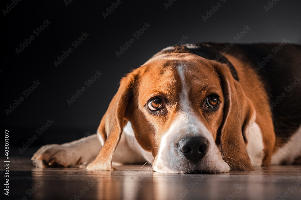 beagle dog lies on the floor in the house, muzzle on the floor, sad ...