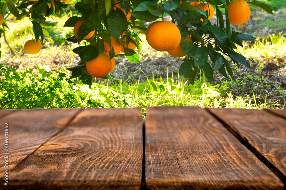 Empty wood table with free space over orange trees, orange field ...
