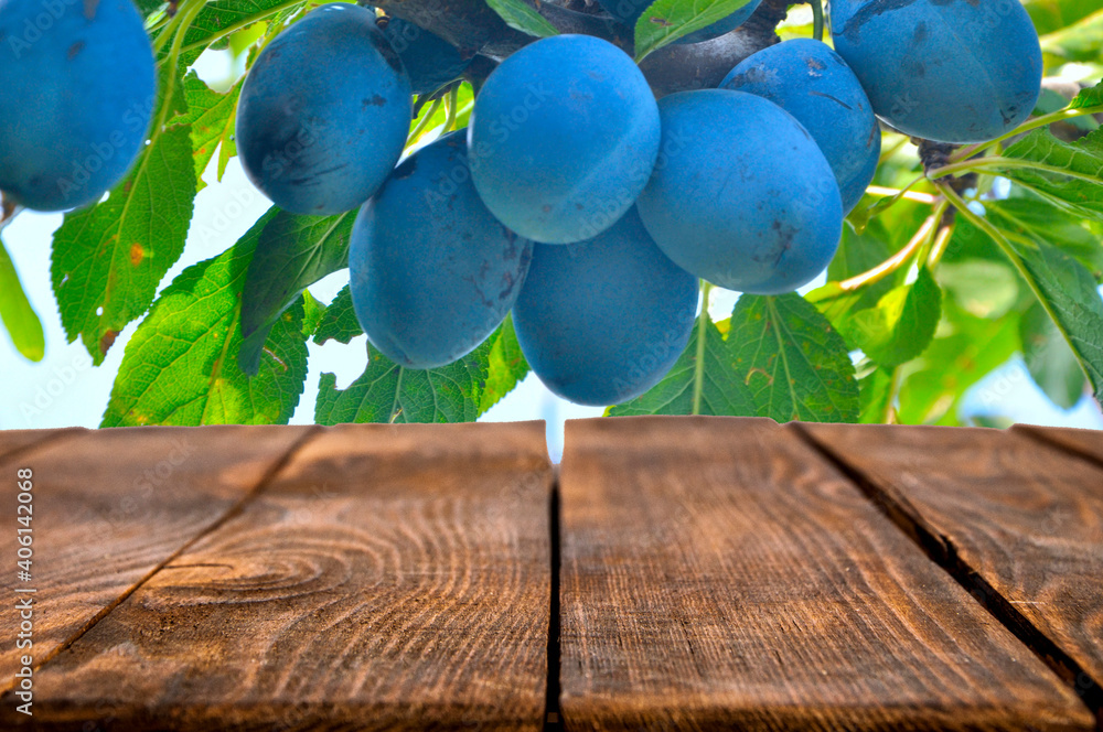 Empty wooden table with free space over plum trees, blue field ...