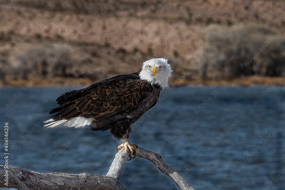 Bald Eagle (Haliaeetus leucocephalus)...Bad Feather Day With an ...