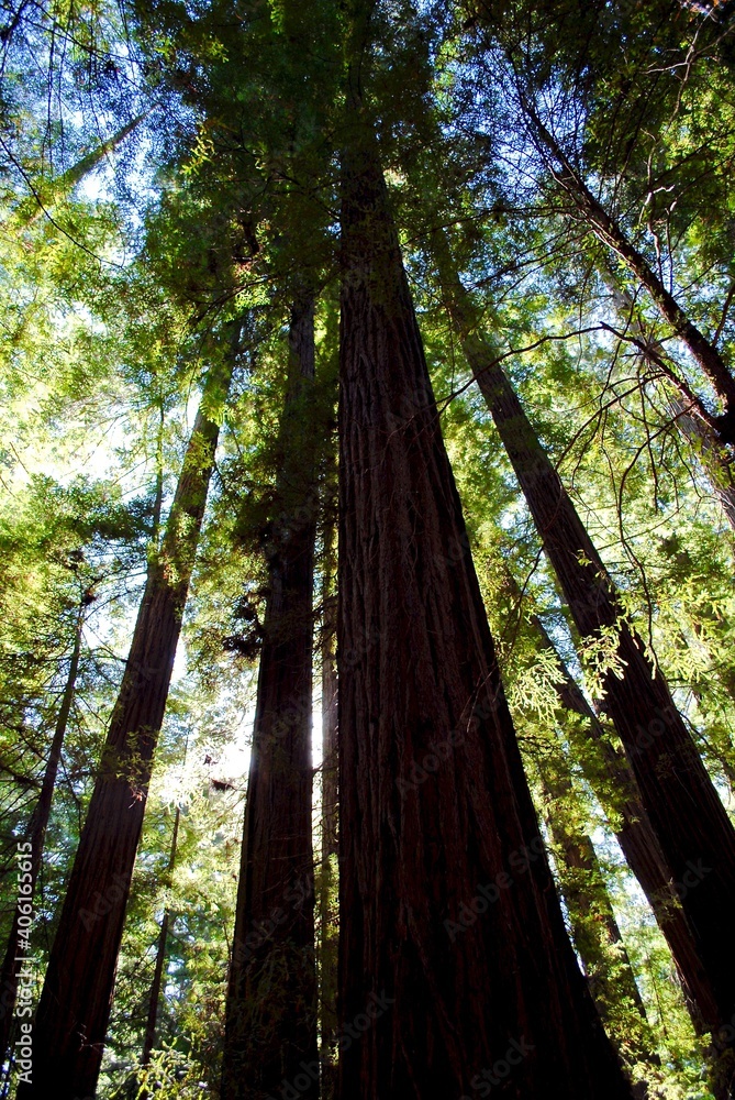 Humboldt Redwoods State Park is a state park of California, United ...
