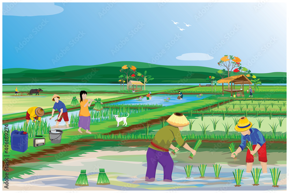 farmer work in paddy field vector design,lifestyle of people at ...