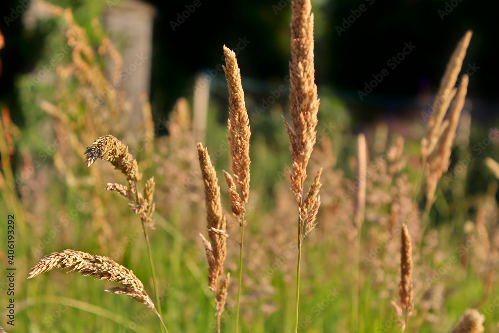 Grass Seed Pods Stock Photo | Adobe Stock