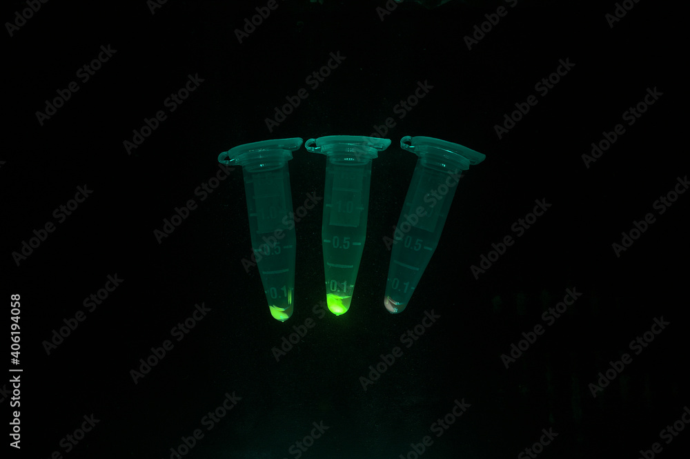 Eppendorf tubes of bacterial cell pellets under blue light; E. coli ...