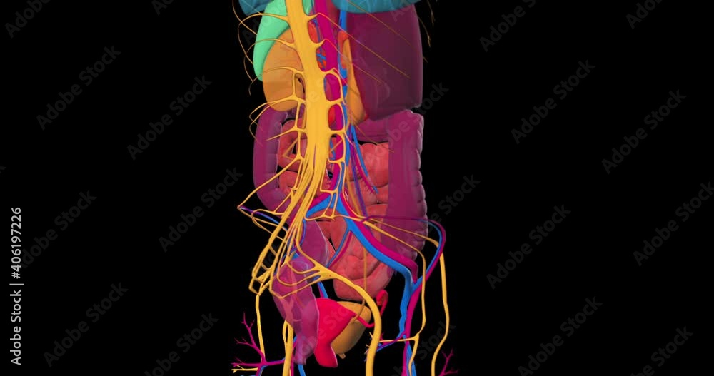 Human anatomy, fly through the internal organs of a female body ...