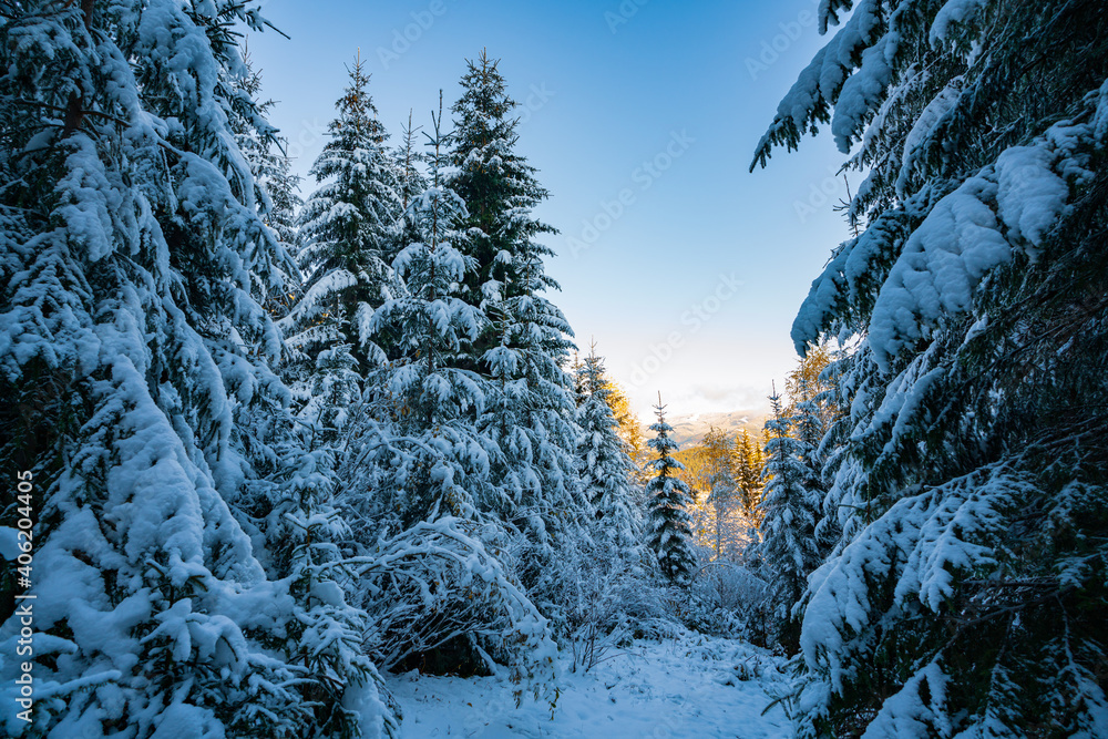 Foto de Tall dense old spruce trees grow on a snowy slope do Stock ...