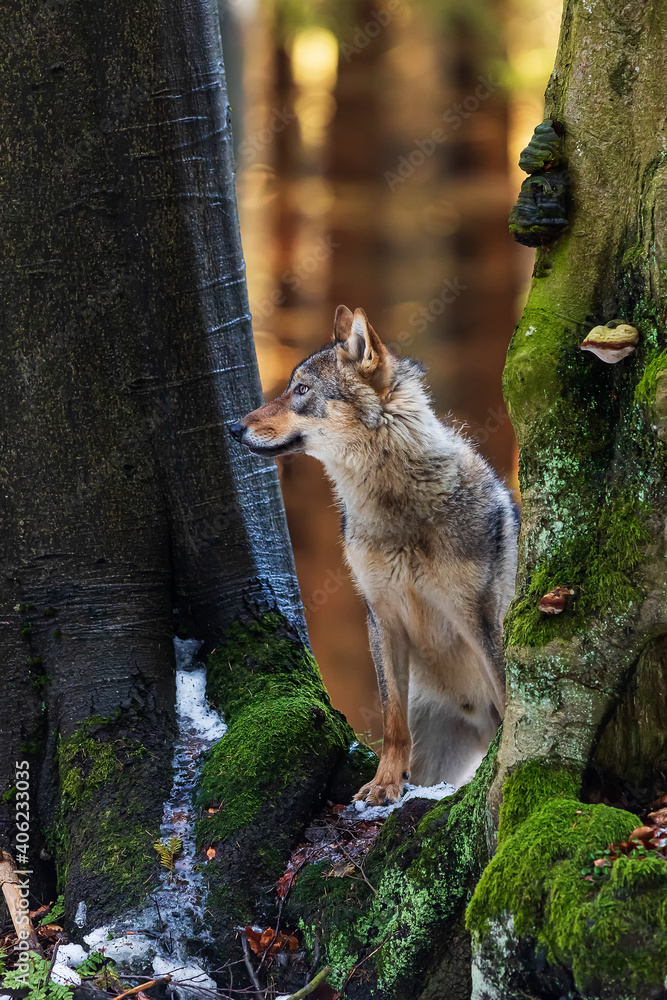 male gray wolf (Canis lupus) looks around between two trees in the ...