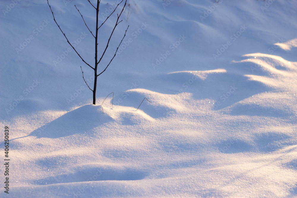little tree in cold snow surface with sun light and shadows and ...