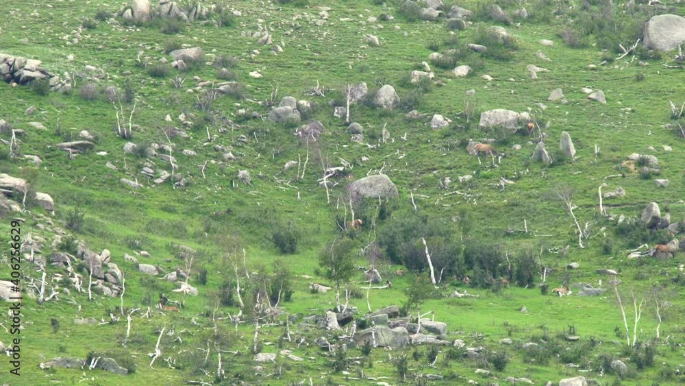 Herd of wild deer on the rocky mountain ridge.Wildlife animal nature ...