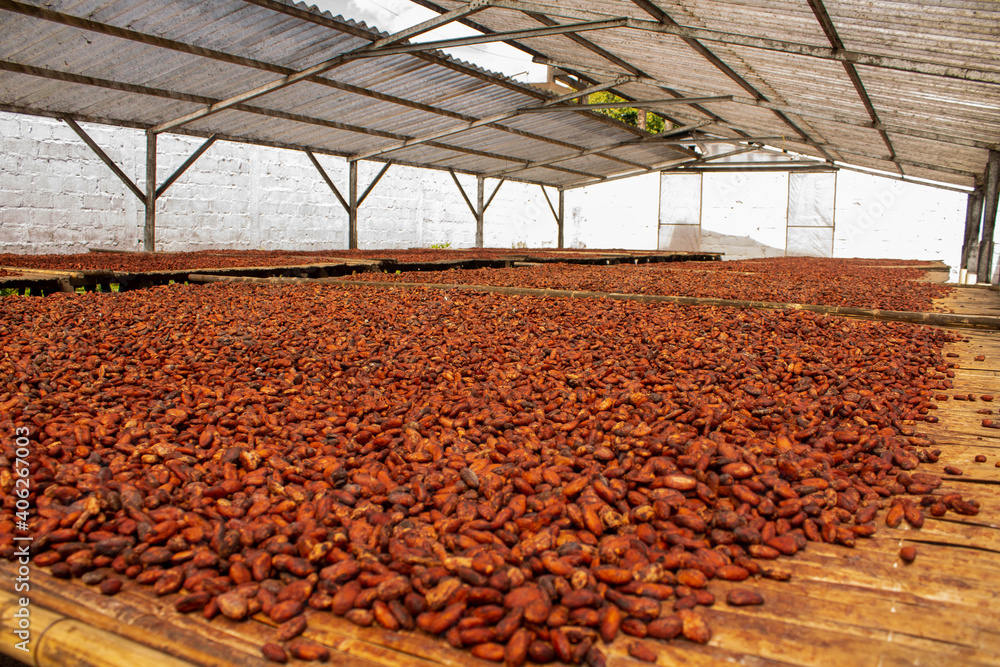 Proceso del secado del cacao Stock Photo | Adobe Stock