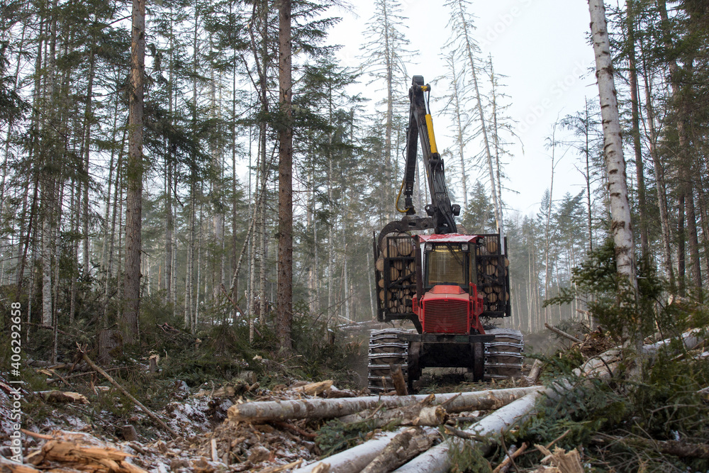 The work of heavy logging equipment in the winter taih. A forwarder ...